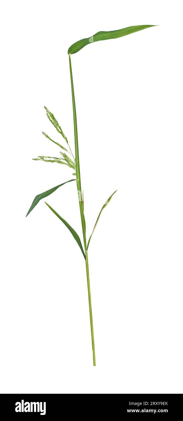 Cut-grass - Leersia orysoides Stock Photo - Alamy