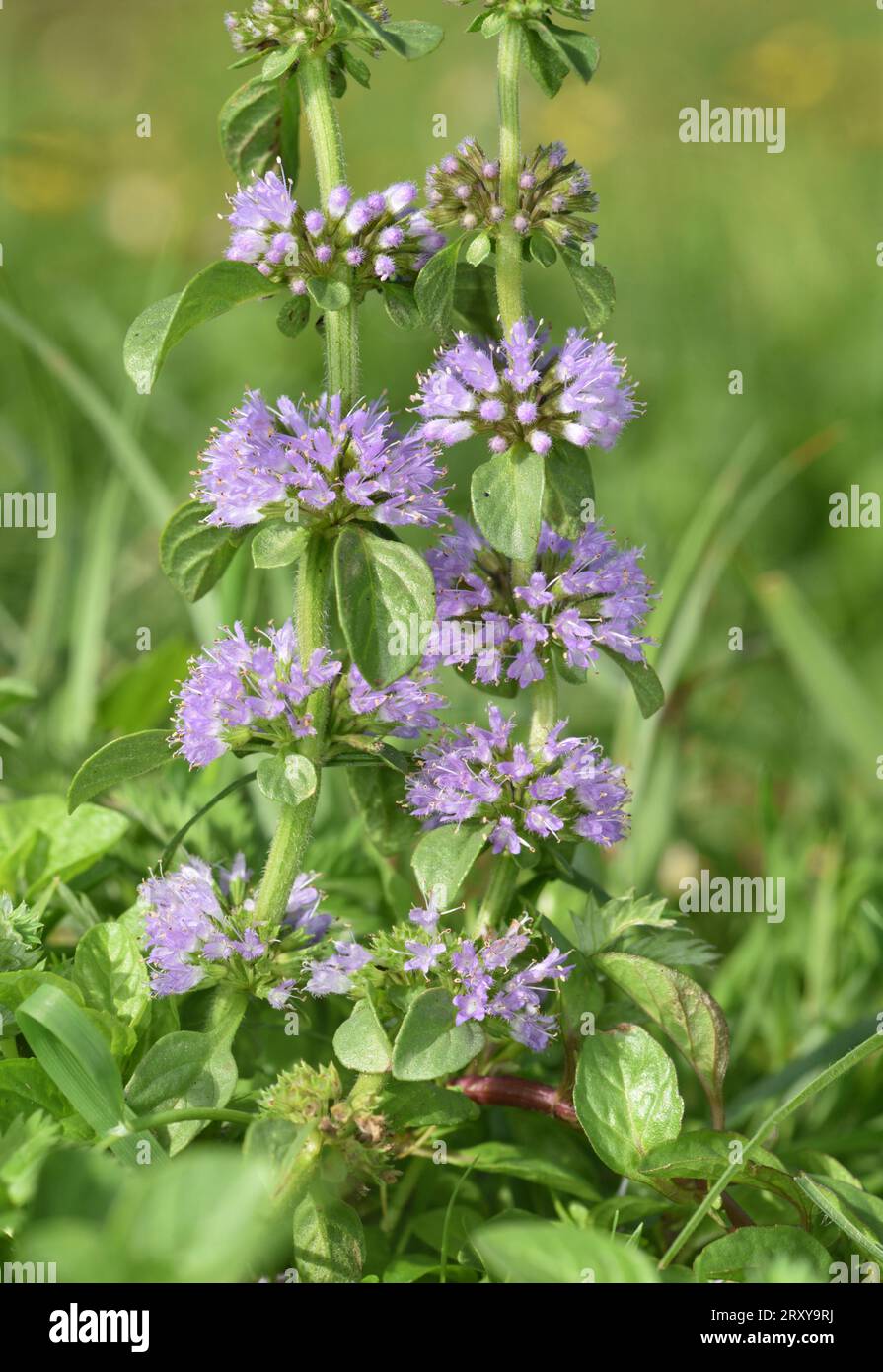Pennyroyal - Mentha pulegium Stock Photo - Alamy