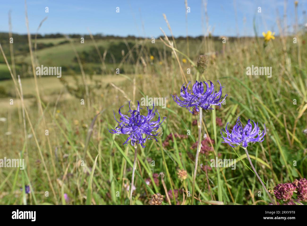 Round headed rampion and uk hi-res stock photography and images - Alamy