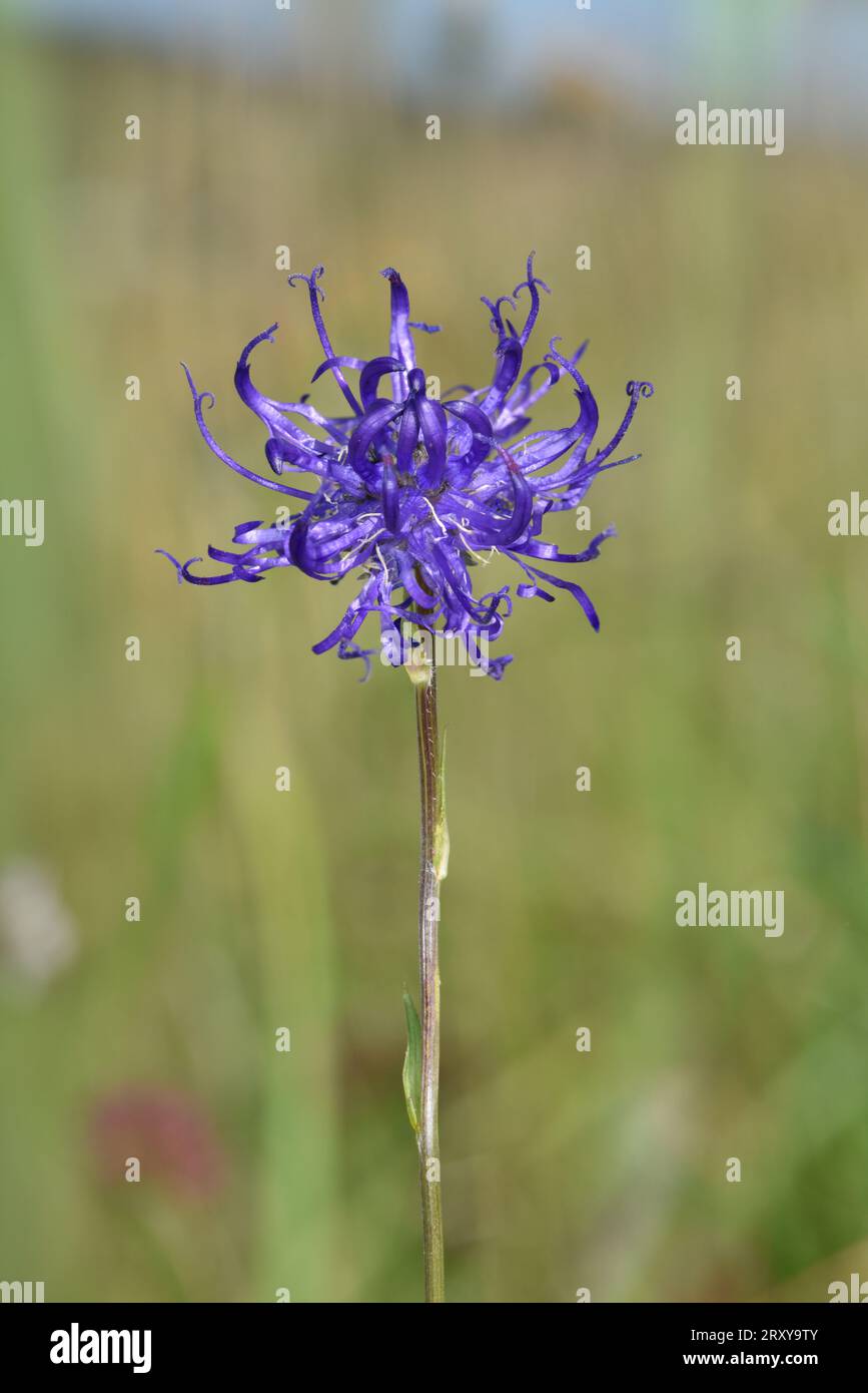 Round headed rampion and uk hi-res stock photography and images - Alamy