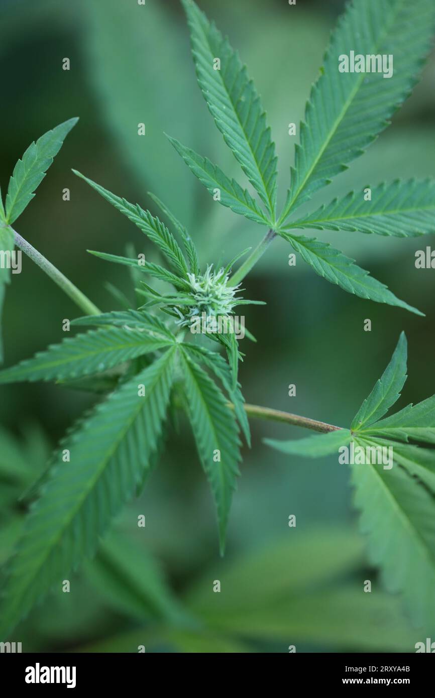 Weed monster hi-res stock photography and images - Alamy