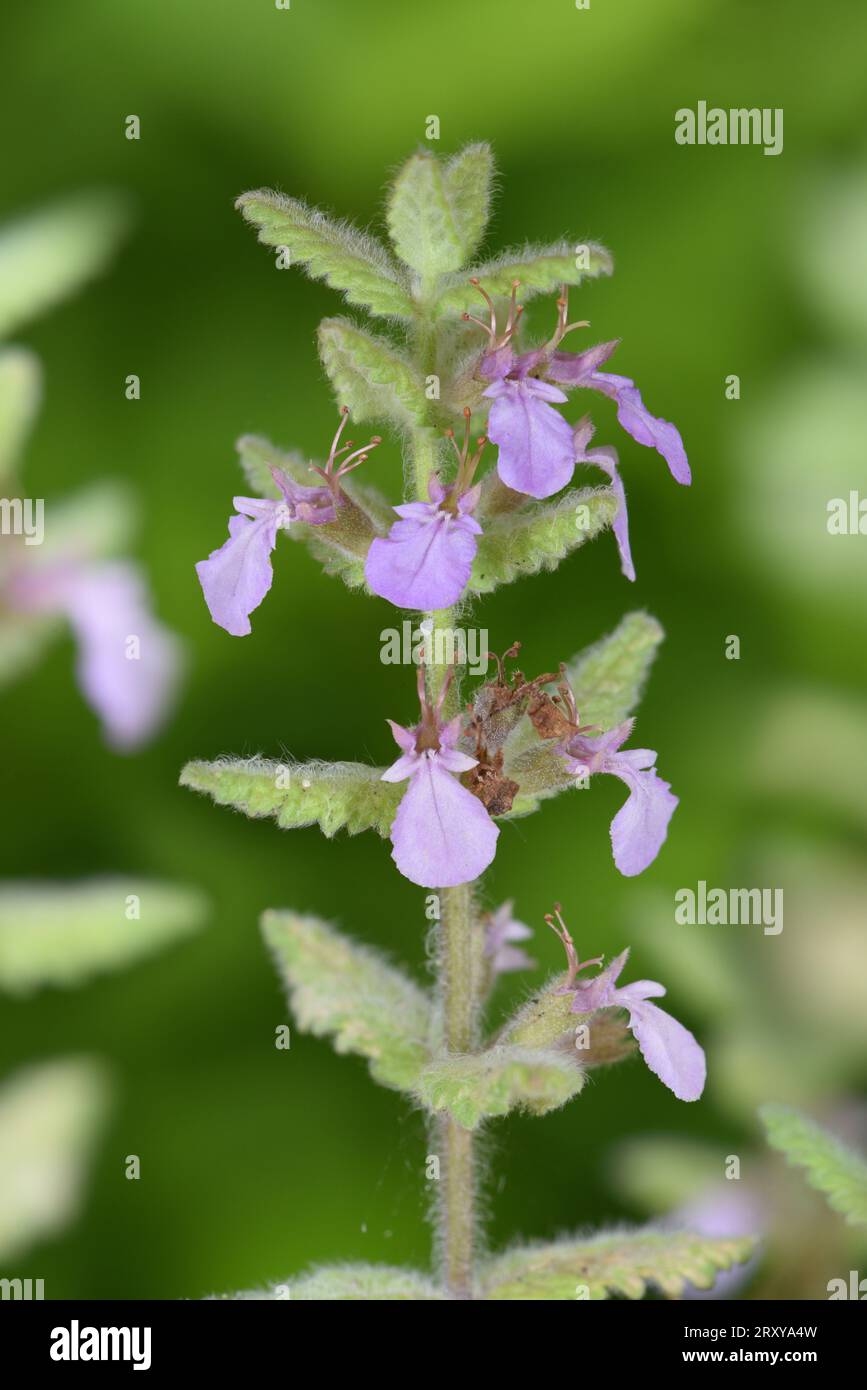 Teucrium scordium hi-res stock photography and images - Alamy