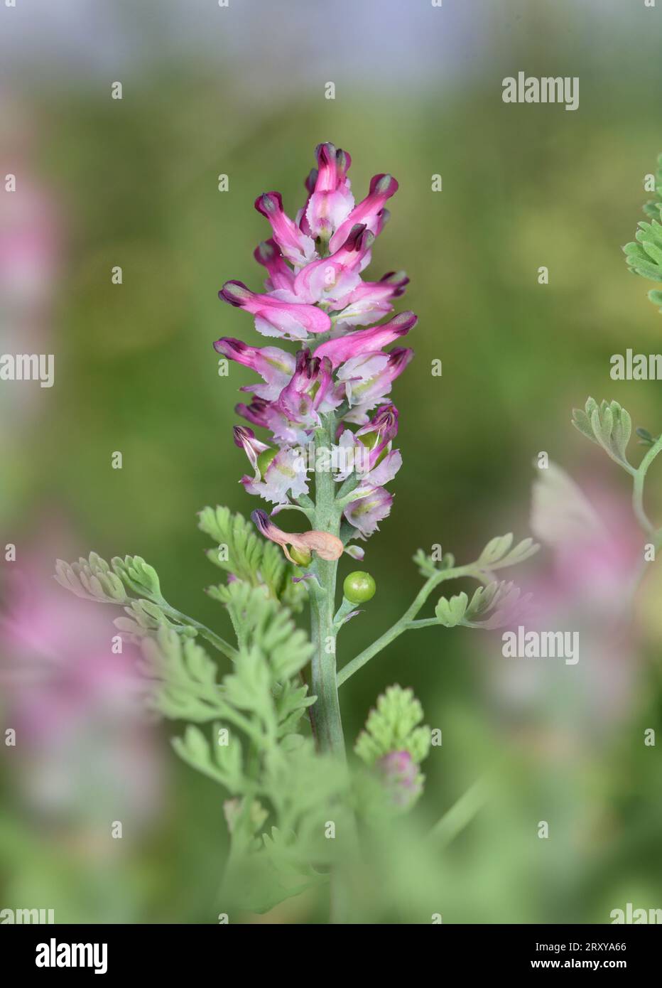 Dense flowered fumitory plant hi-res stock photography and images - Alamy