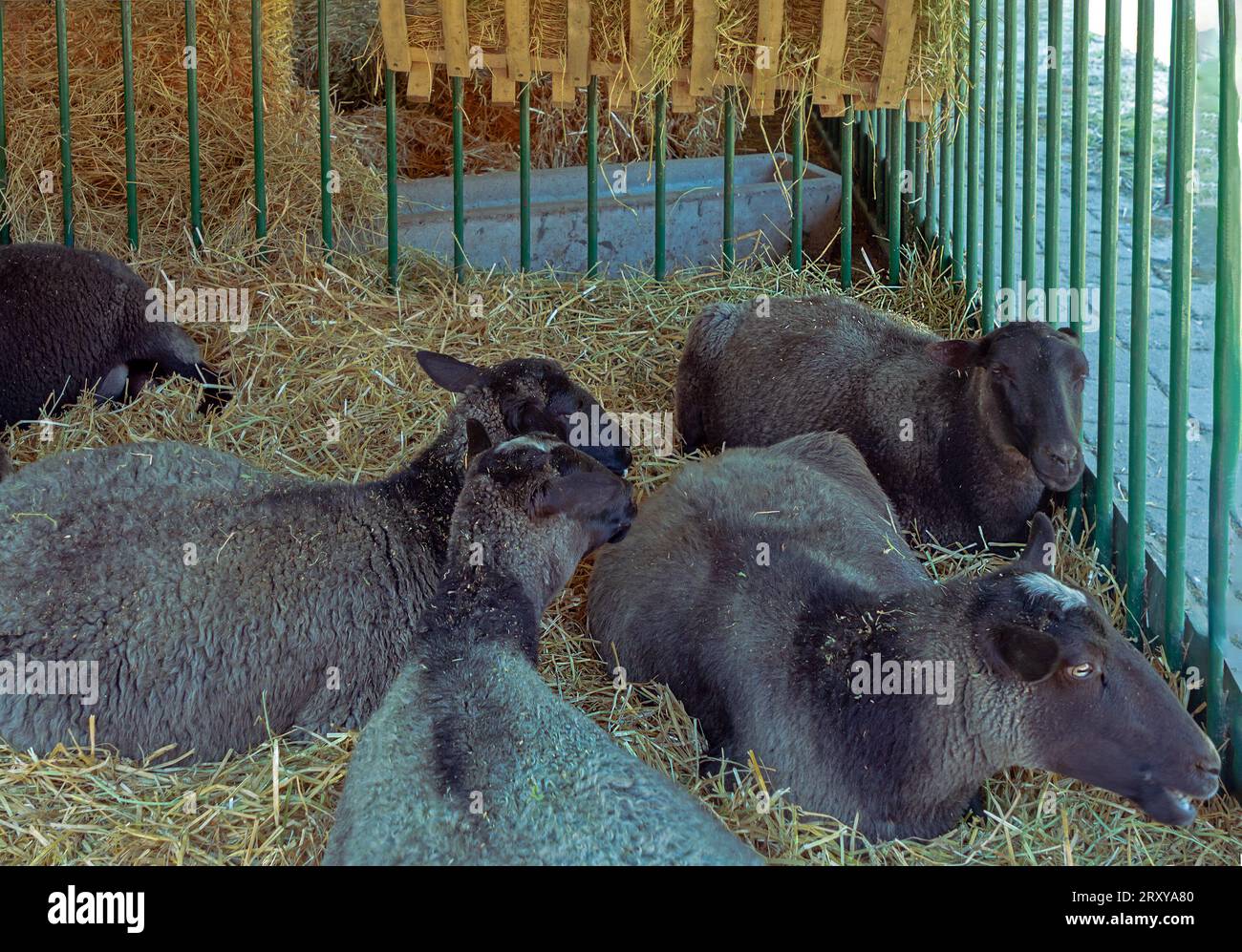 Inside the enclosure hi-res stock photography and images - Alamy