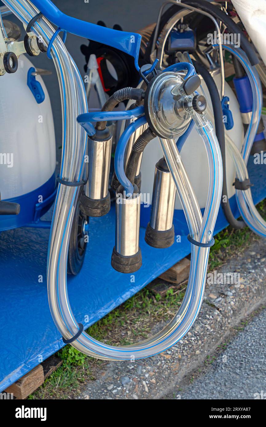 Automatic machine used for milking a large number of cows on a rotating ...