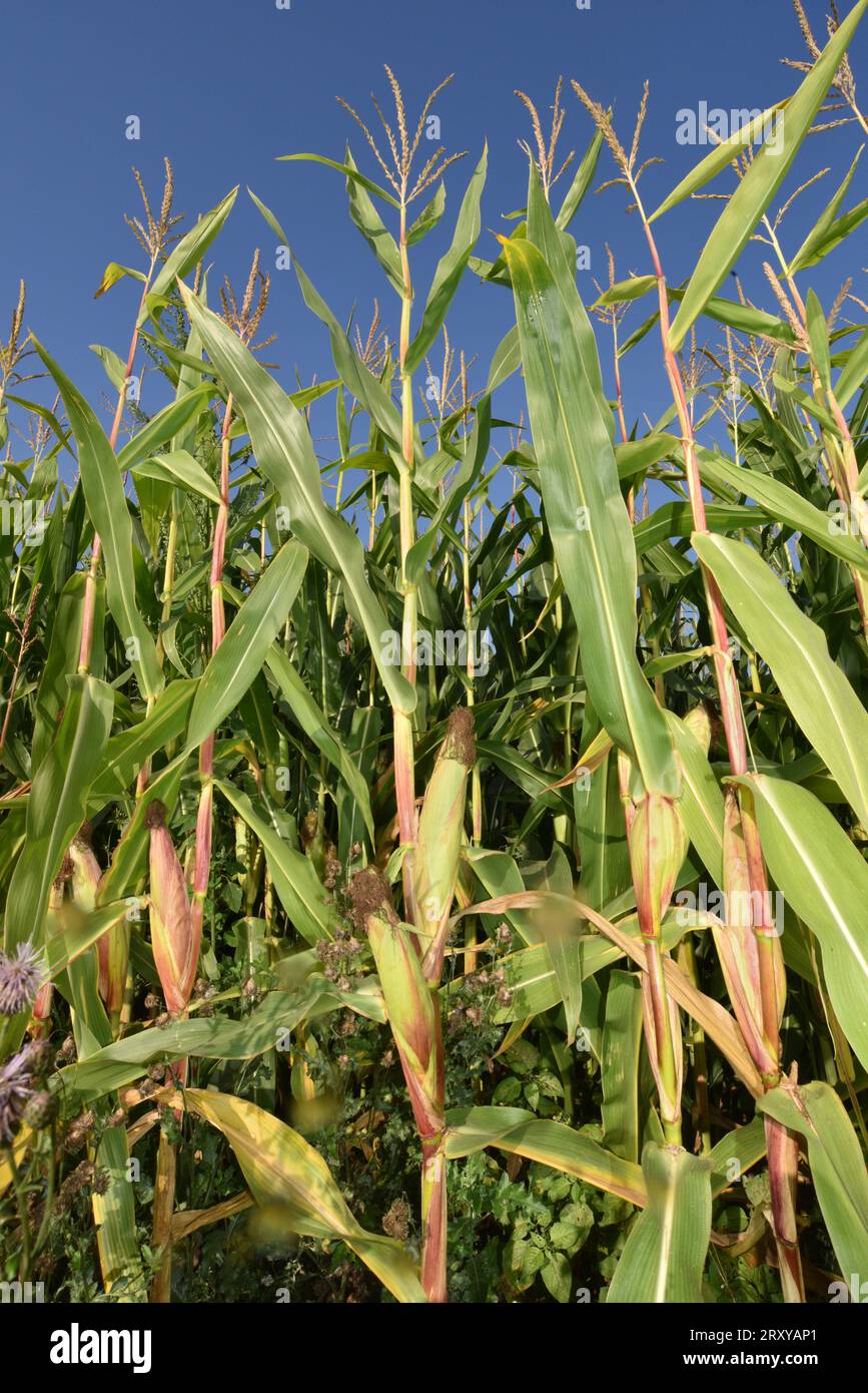Maize - Zea mays Stock Photo - Alamy