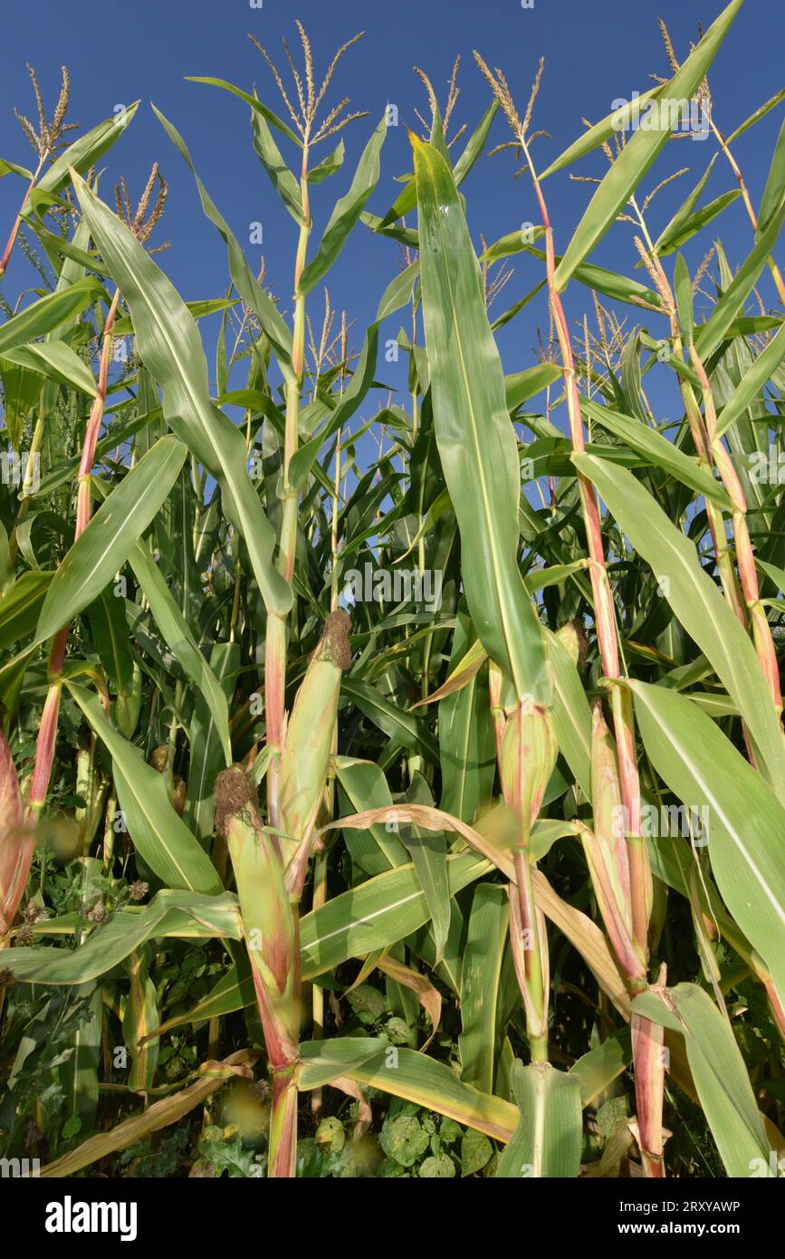 Maize zea mays hi-res stock photography and images - Alamy