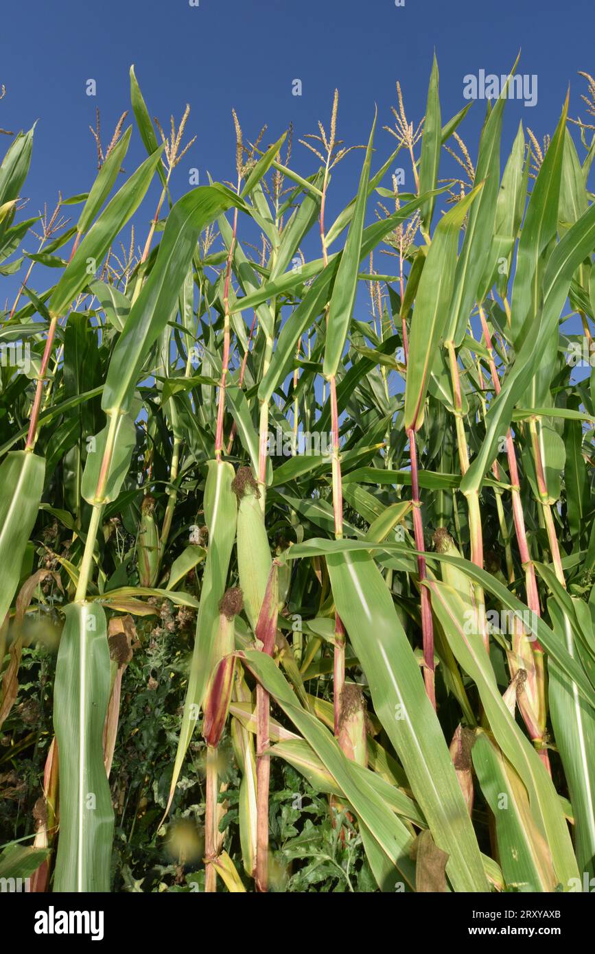 Maize - Zea mays Stock Photo - Alamy