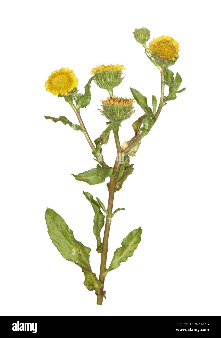 Small Fleabane - Pulicaria vulgaris Stock Photo - Alamy