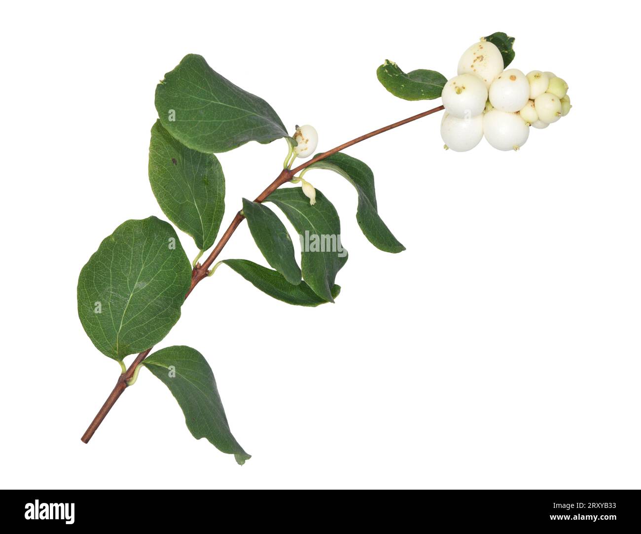 Snowberry - Symphoricarpos albus Stock Photo - Alamy