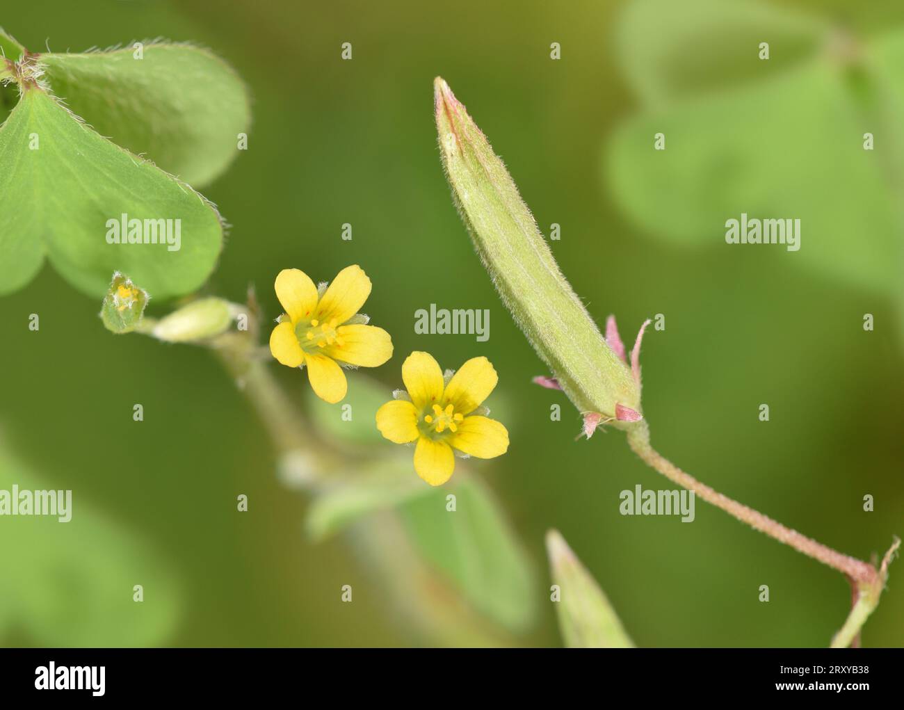 Oxalis stricta hi-res stock photography and images - Alamy