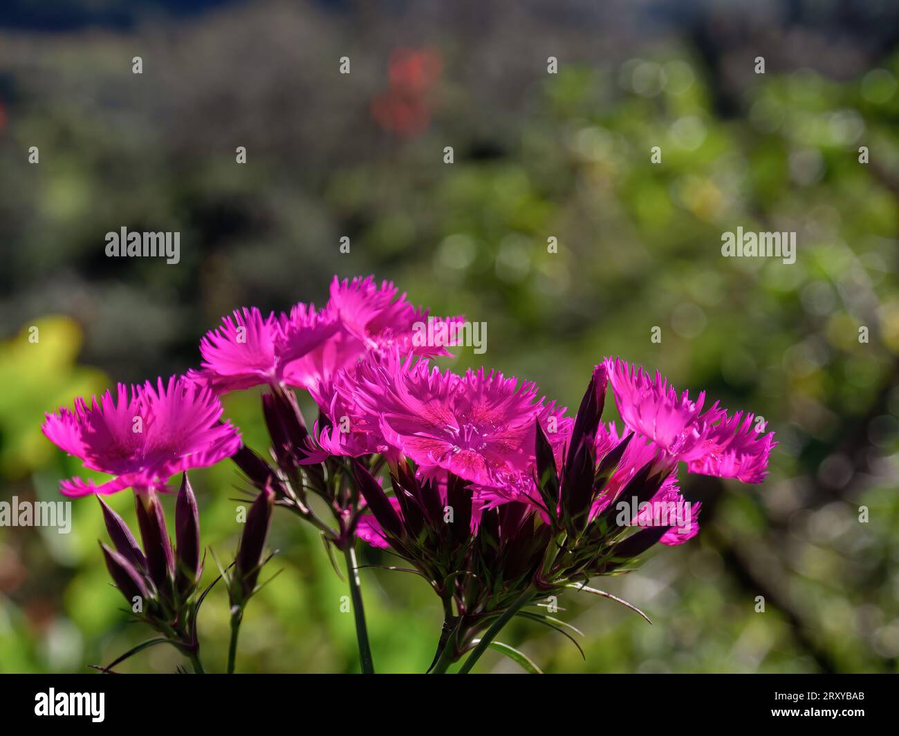 Close-up of dark pink carnation flowers, captured at a garden in the ...