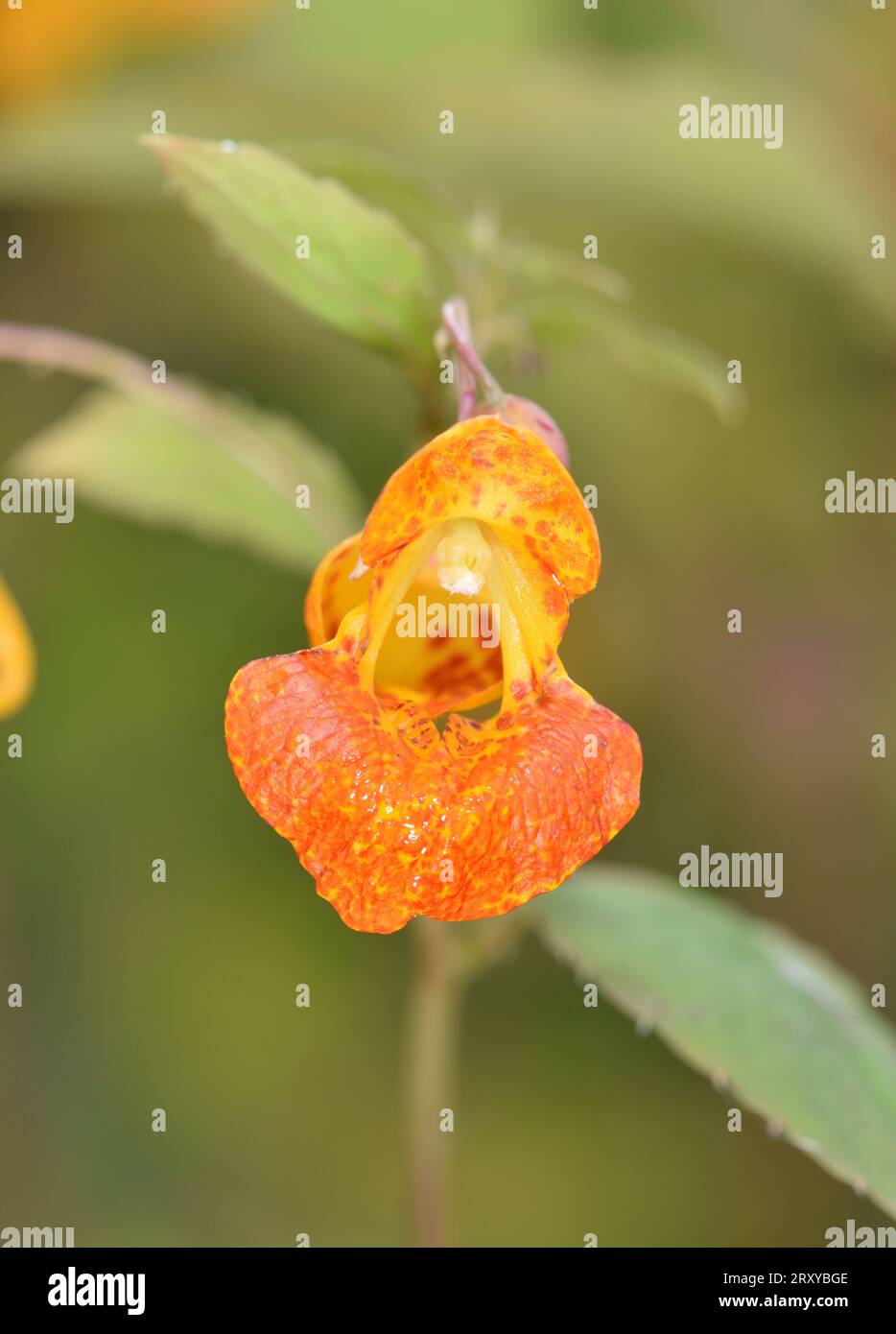Orange Balsam - Impatiens capensis Stock Photo - Alamy