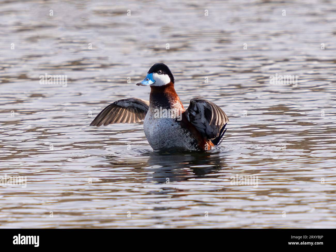 Ruddy Duck drake rising out of the water and flapping its wings during ...