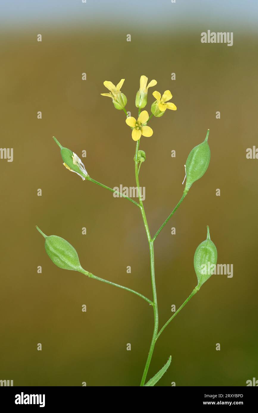 Gold of pleasure hi-res stock photography and images - Alamy