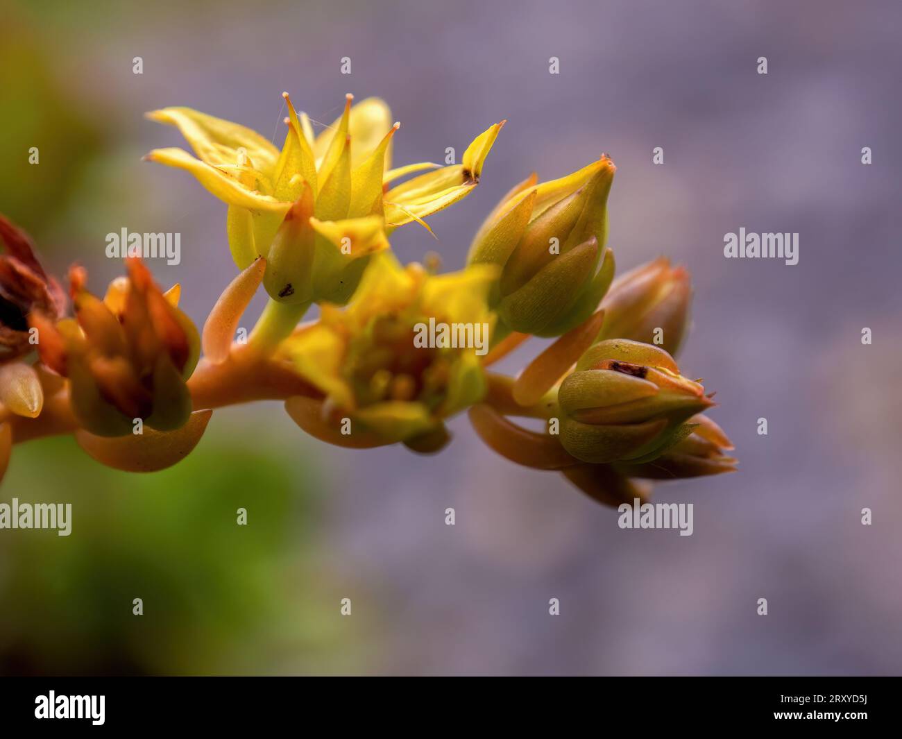 Macro photography of the succulent plant sedum praealtum flower and ...