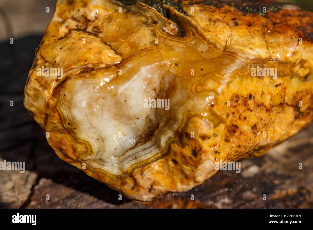 Rounded and untreated agate in flint in wet form, rockhounding. Russia ...