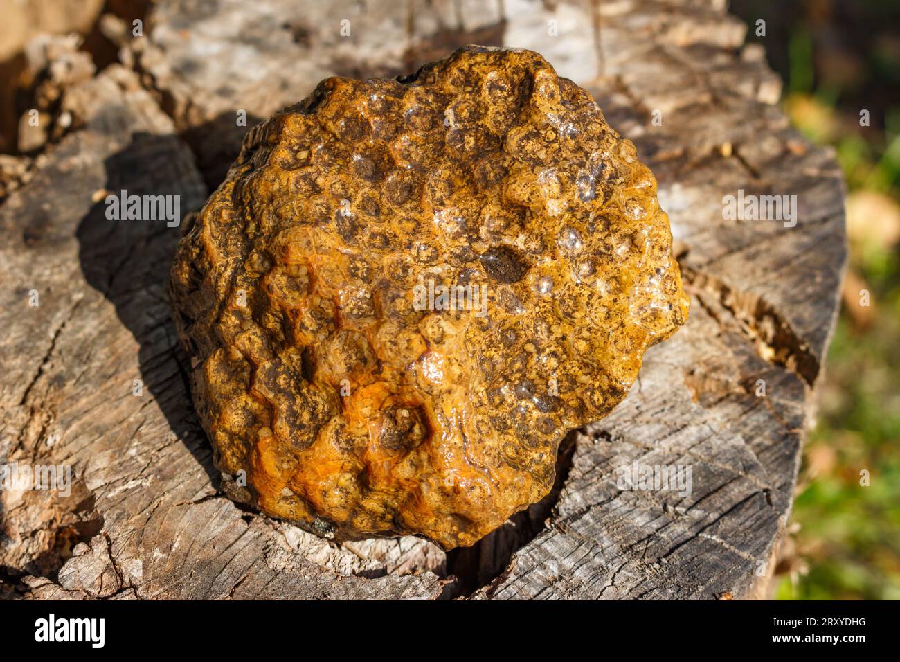 Flint-replaced fossil colonial coral in wet form, rockhounding. Russia ...