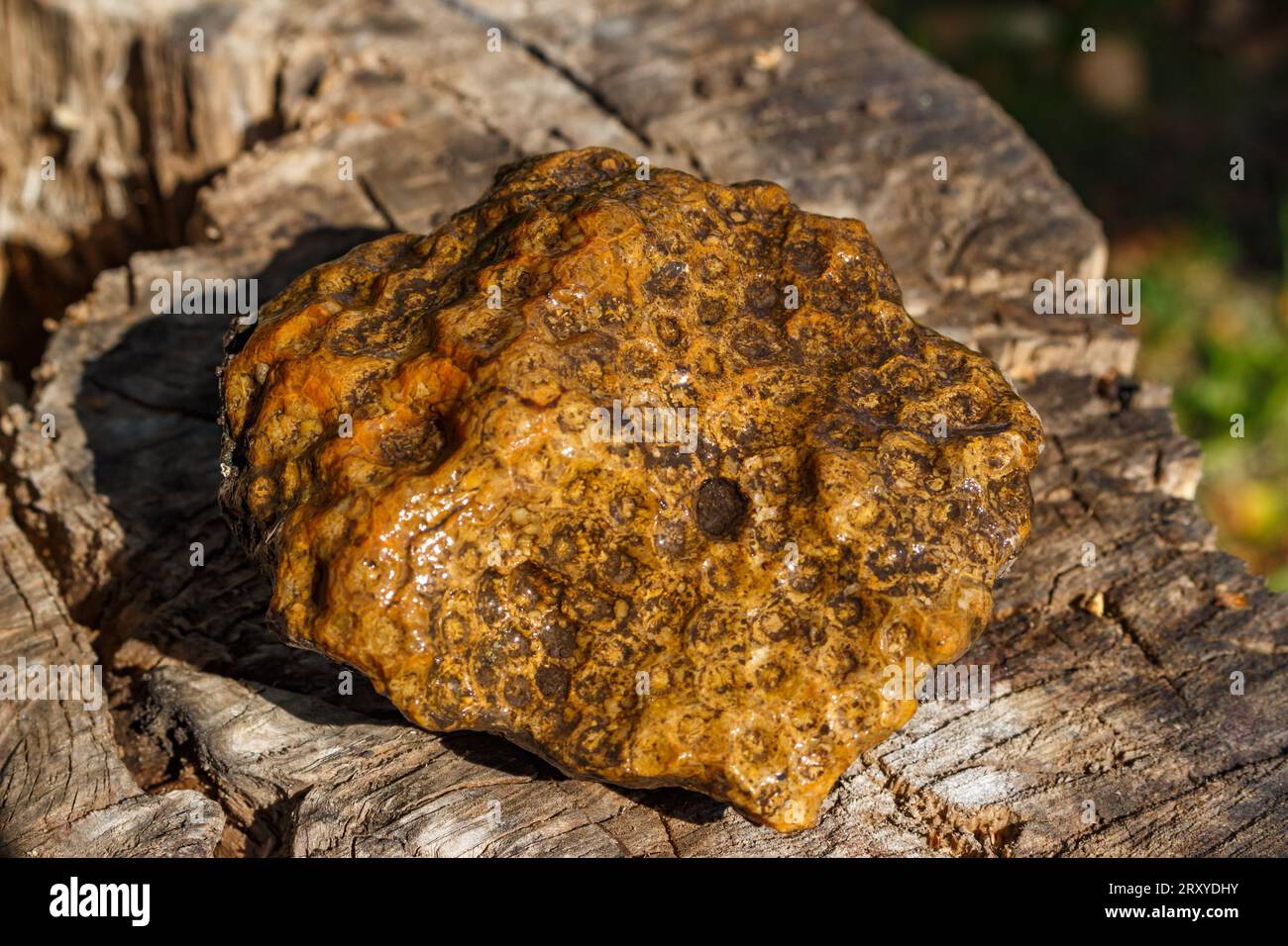 Flint-replaced fossil colonial coral in wet form, rockhounding. Russia ...