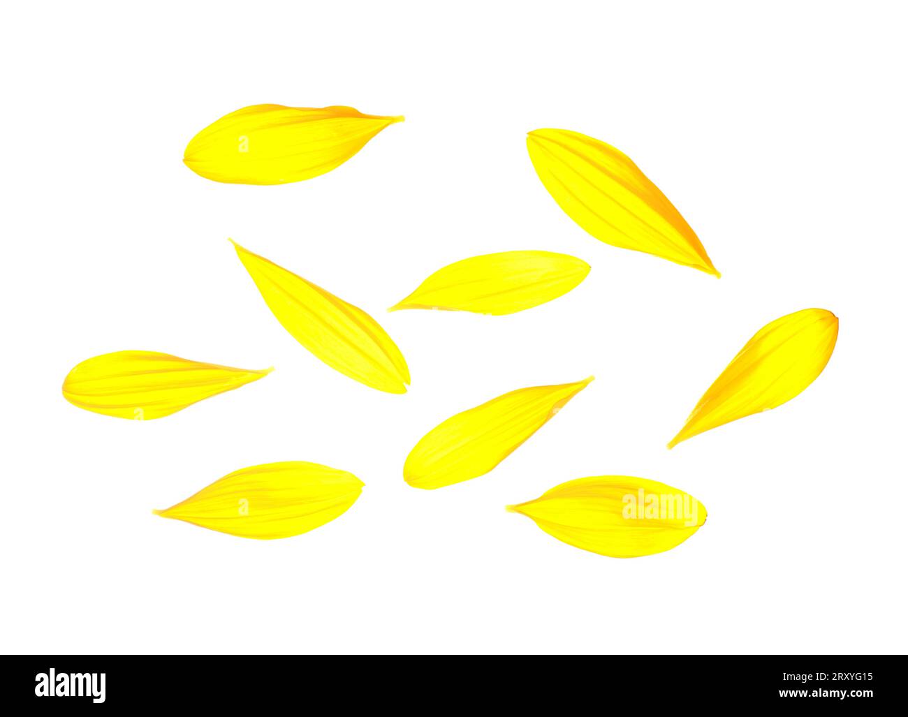 White flower petals floating Cut Out Stock Images & Pictures - Alamy