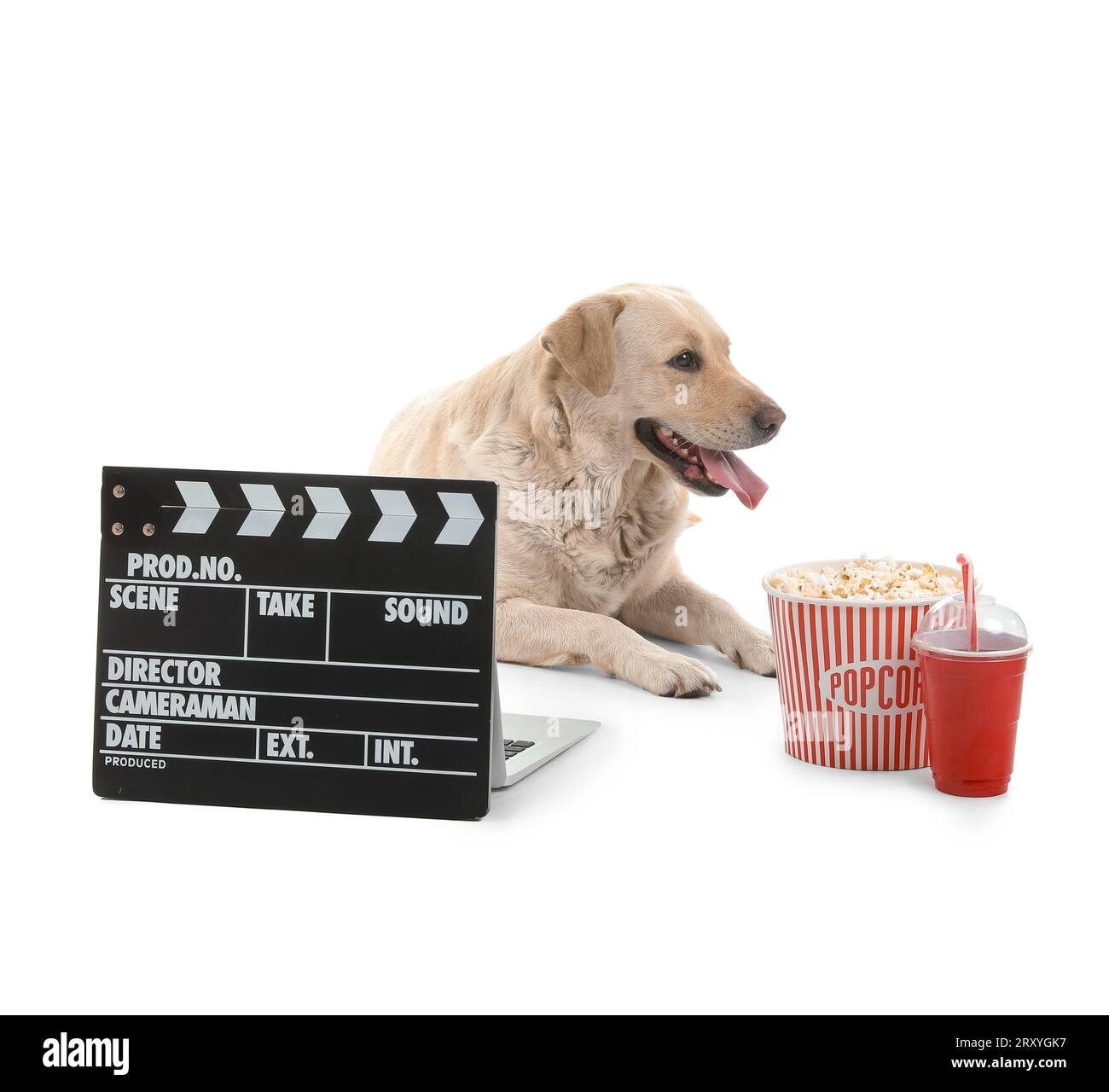 Cute Labrador dog with popcorn bucket, cup of soda and clapperboard ...