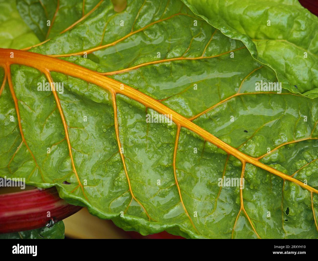 underside leaf of Chard /Swiss chard (Beta vulgaris) a nutritious green ...
