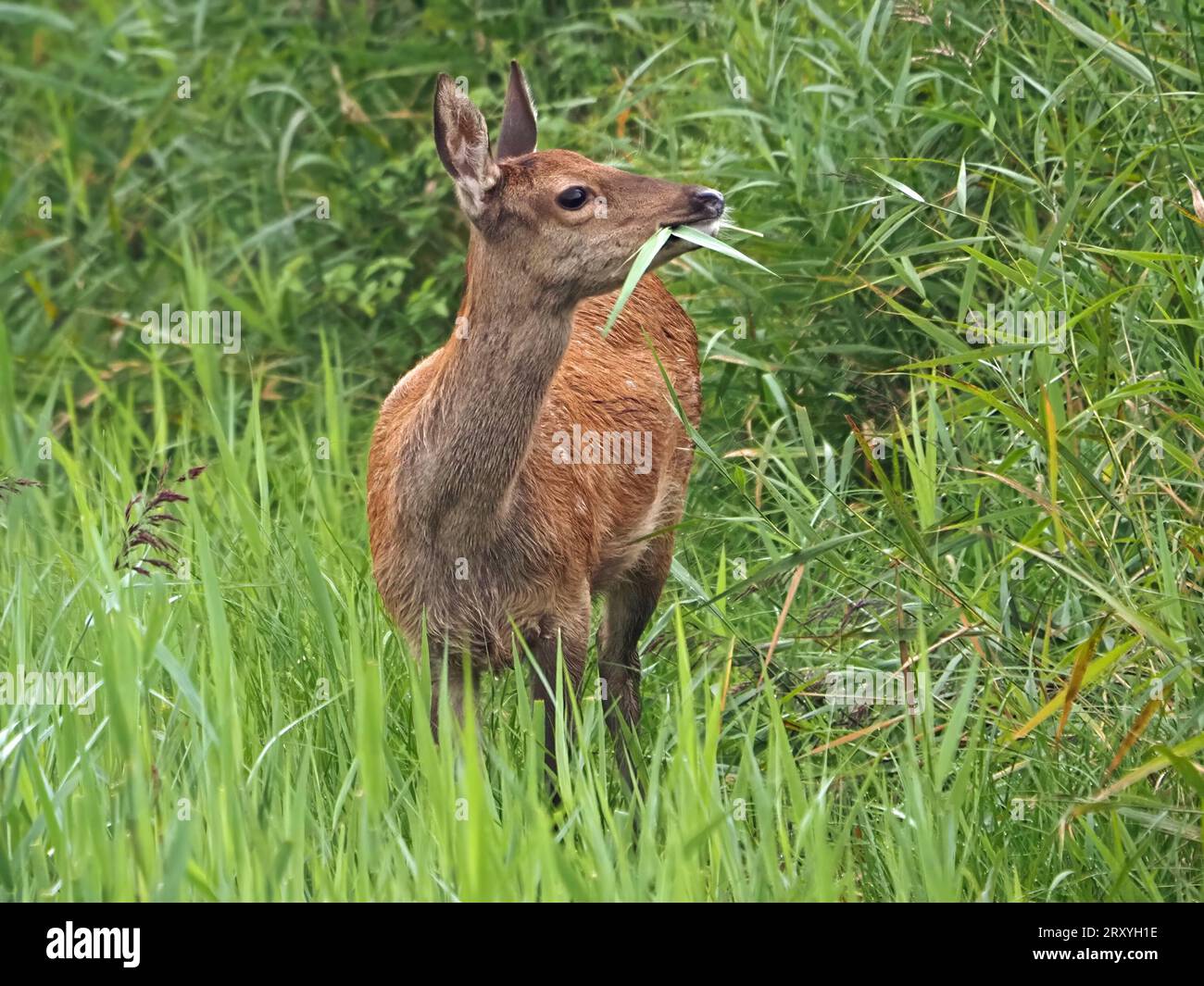 single Red Deer (Cervus elaphus) calf looks up whilst browsing reed ...