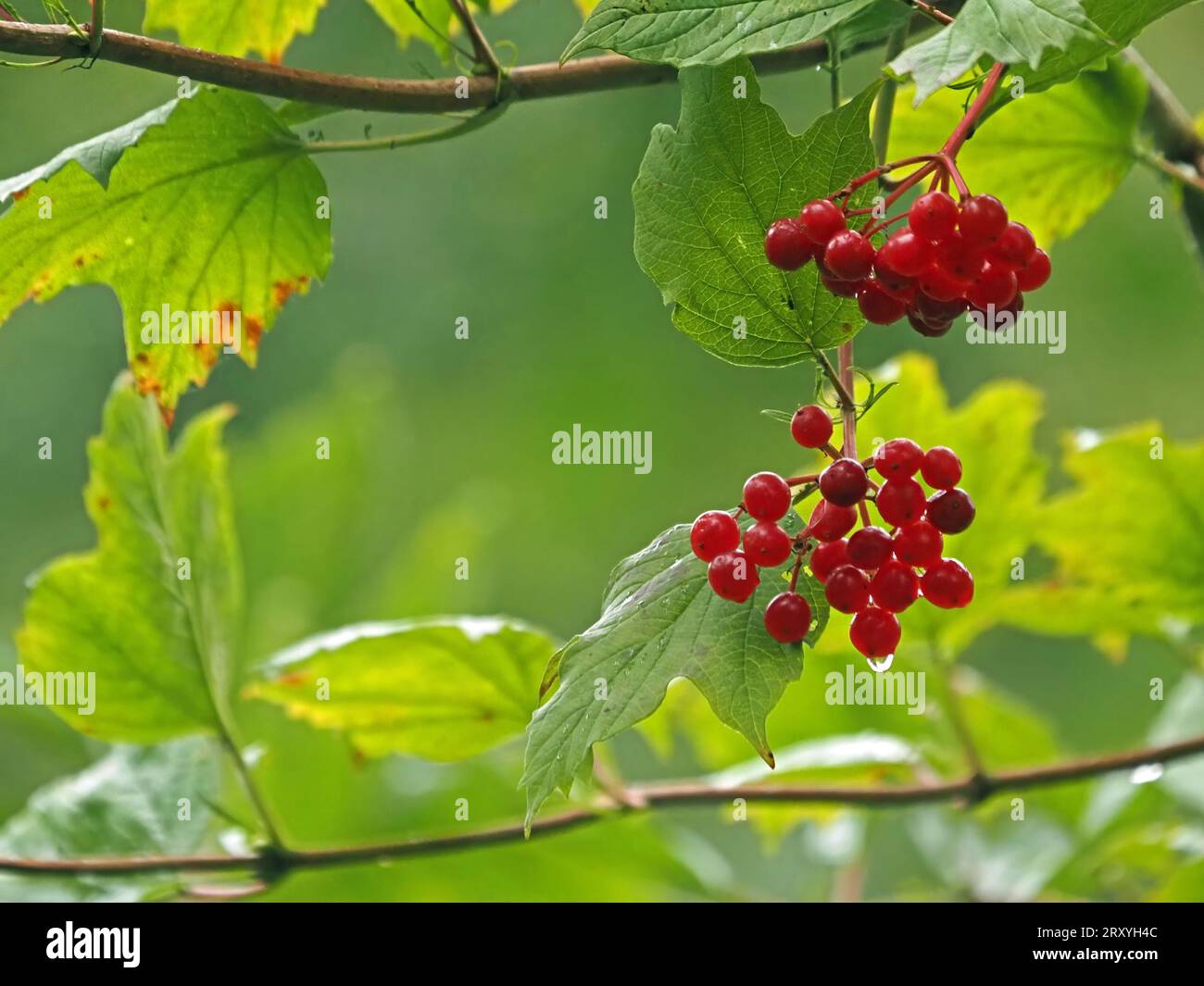 clusters of bright glossy red berries of Viburnum tree or Guelder Rose ...