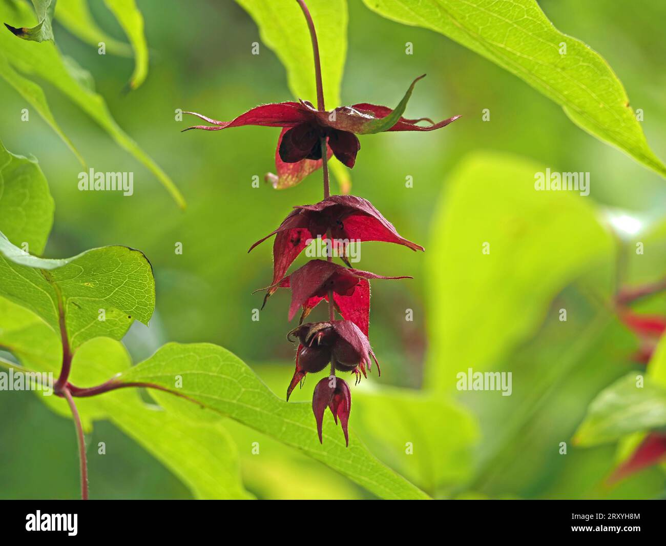 dark red flowers of Leycesteria formosa, pheasant berry Himalayan ...