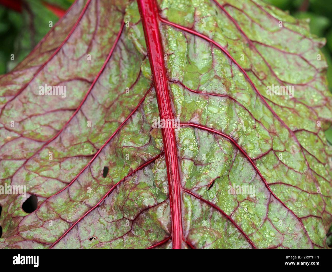 underside of leaf of Chard or Swiss chard (Beta vulgaris) a nutritious ...