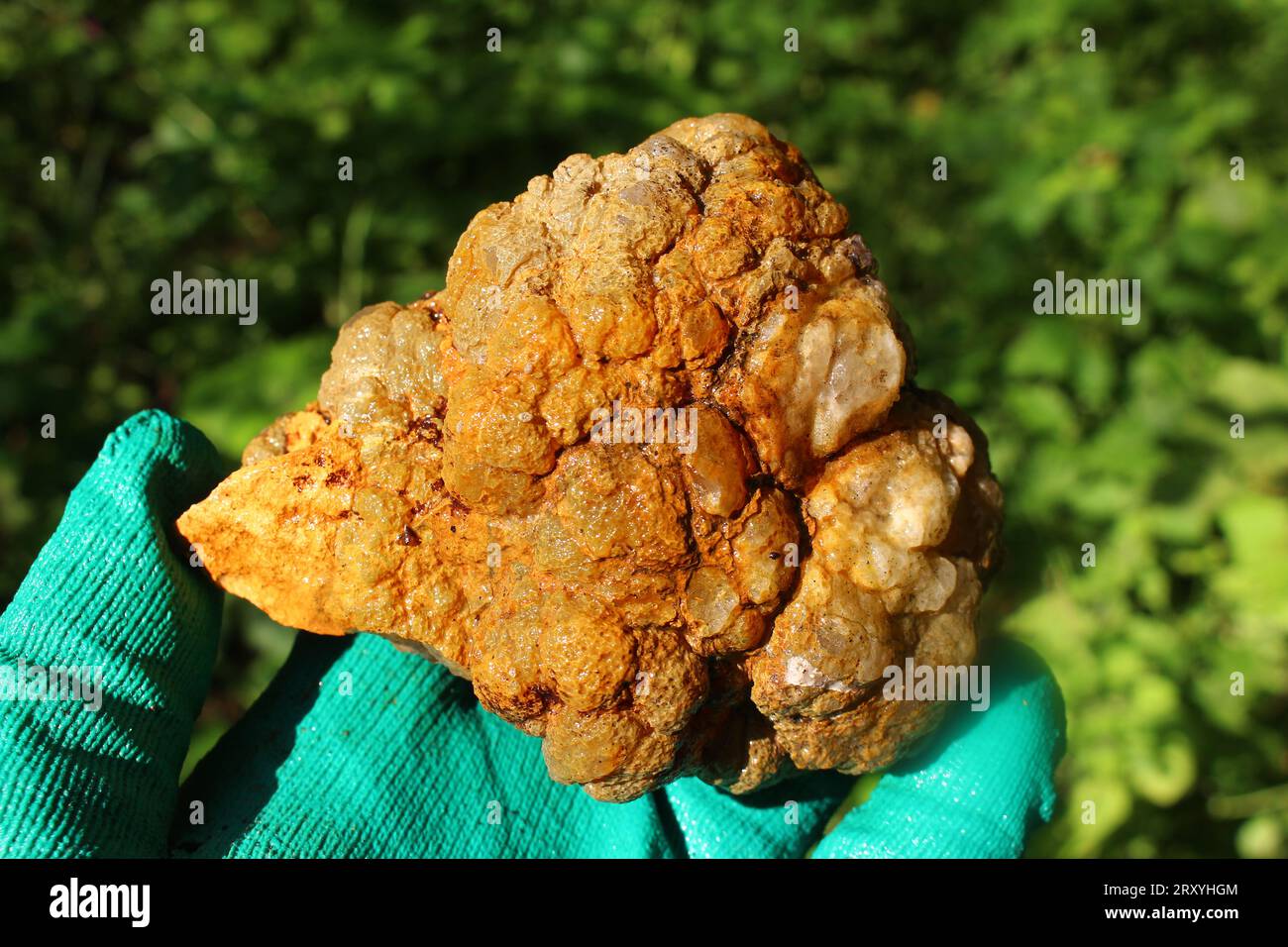 A large quartz nodule with a lumpy shape, rockhounding. Russia Stock ...