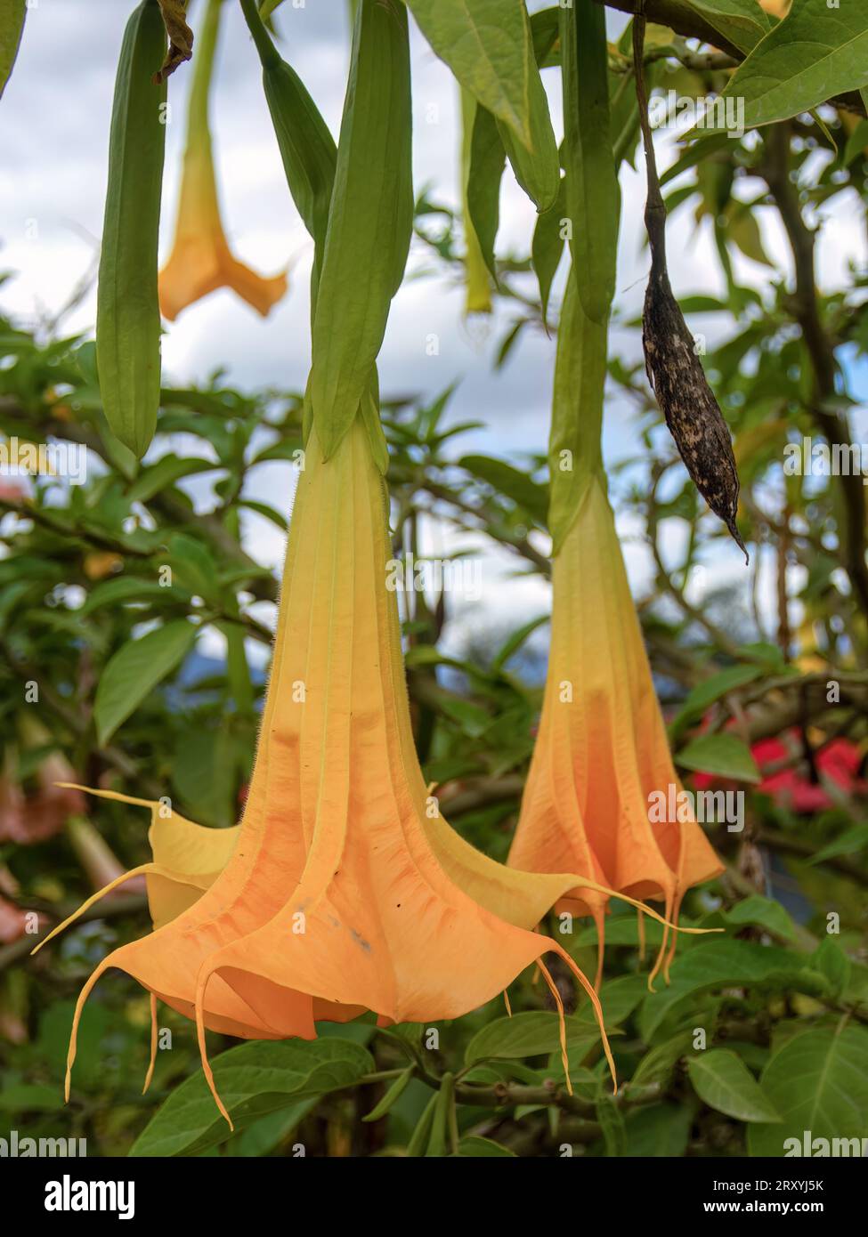 Burundanga hi-res stock photography and images - Alamy