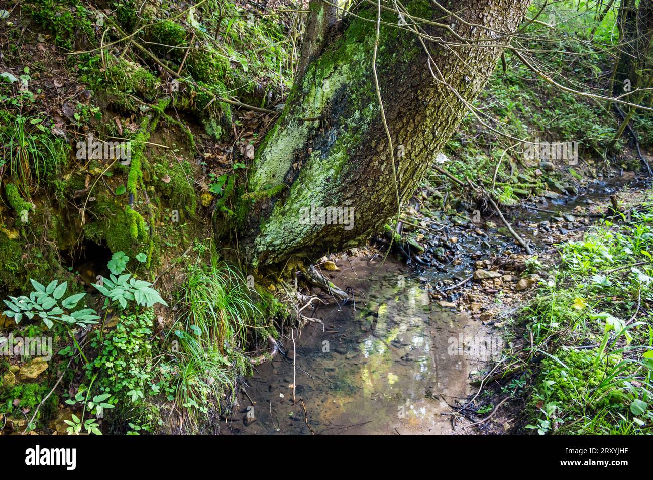 Tree on a slope in the forest growing above a stream Stock Photo - Alamy