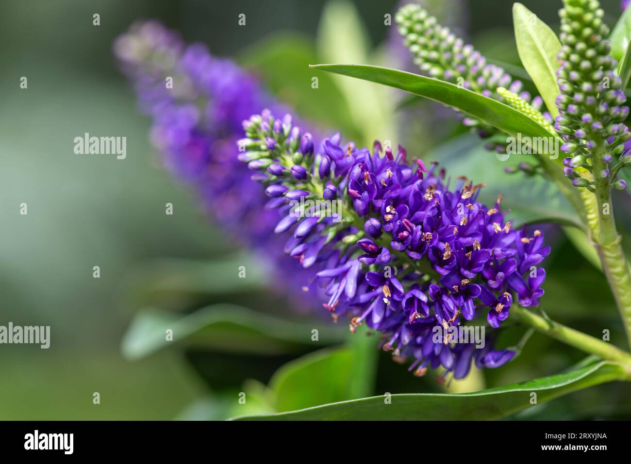 Close up of a purple hebe flower in bloom Stock Photo - Alamy