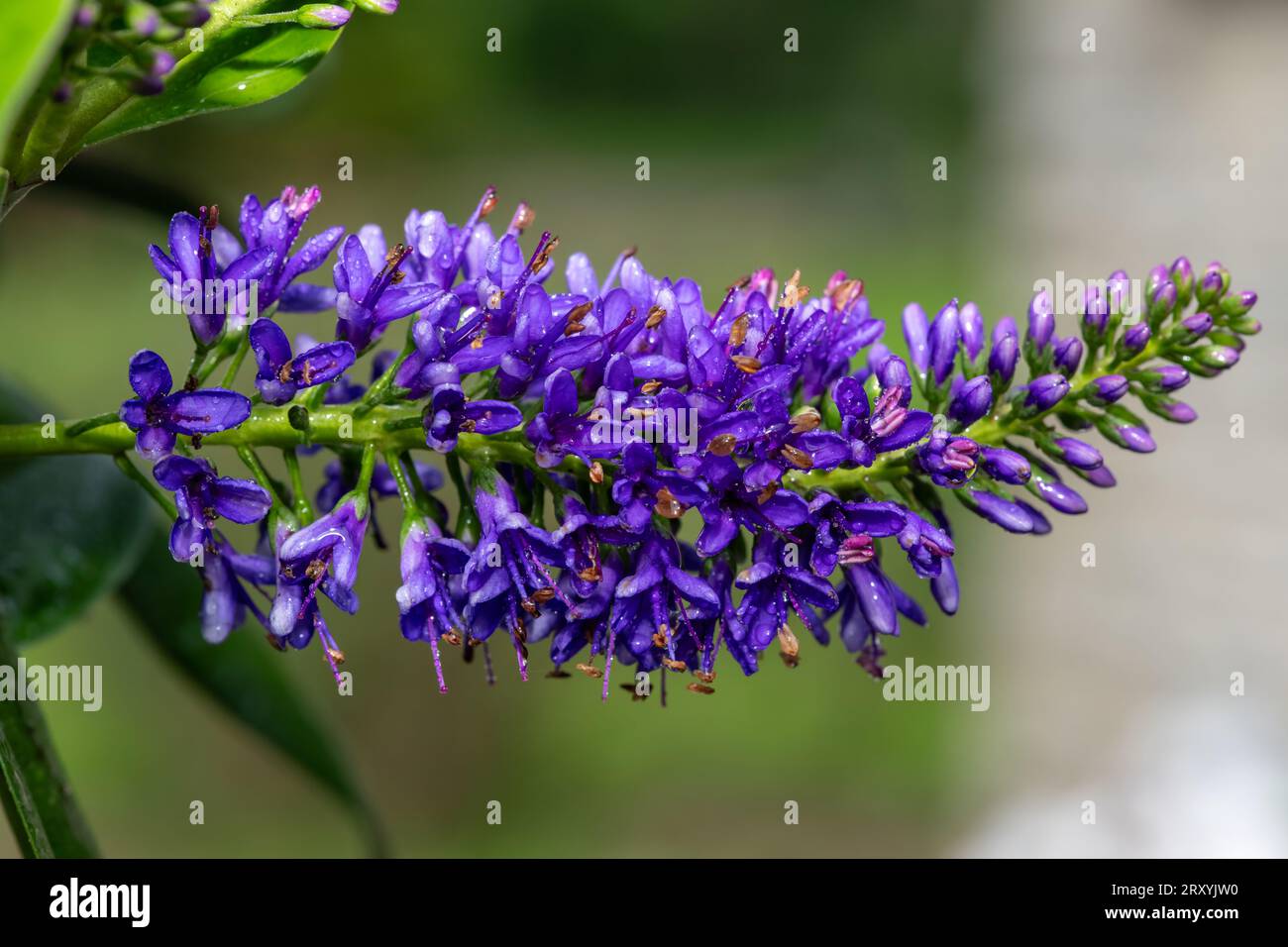 Close up of a purple hebe flower in bloom Stock Photo - Alamy