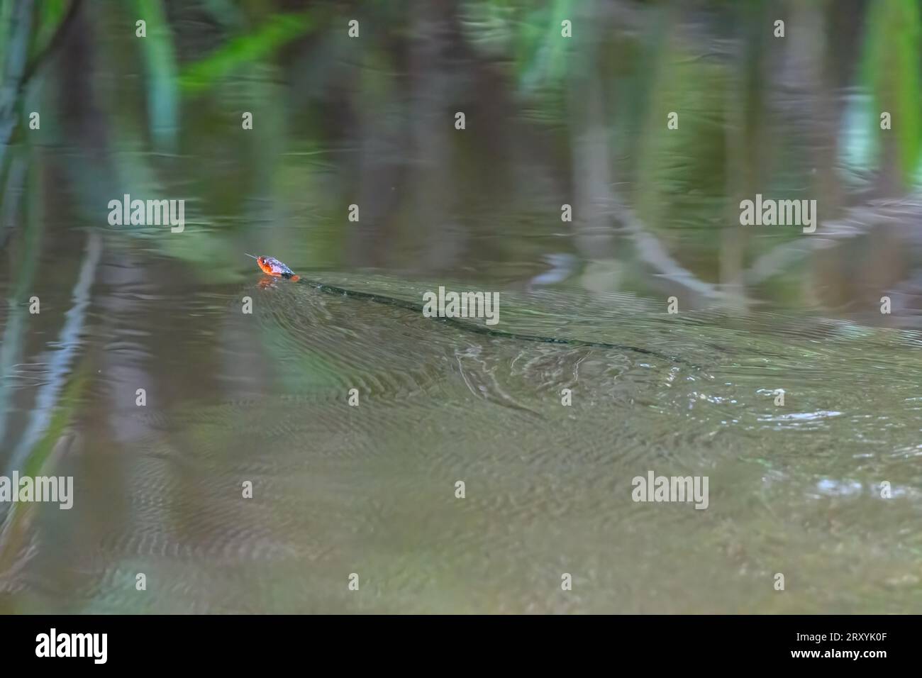 Variable reed snake hi-res stock photography and images - Alamy