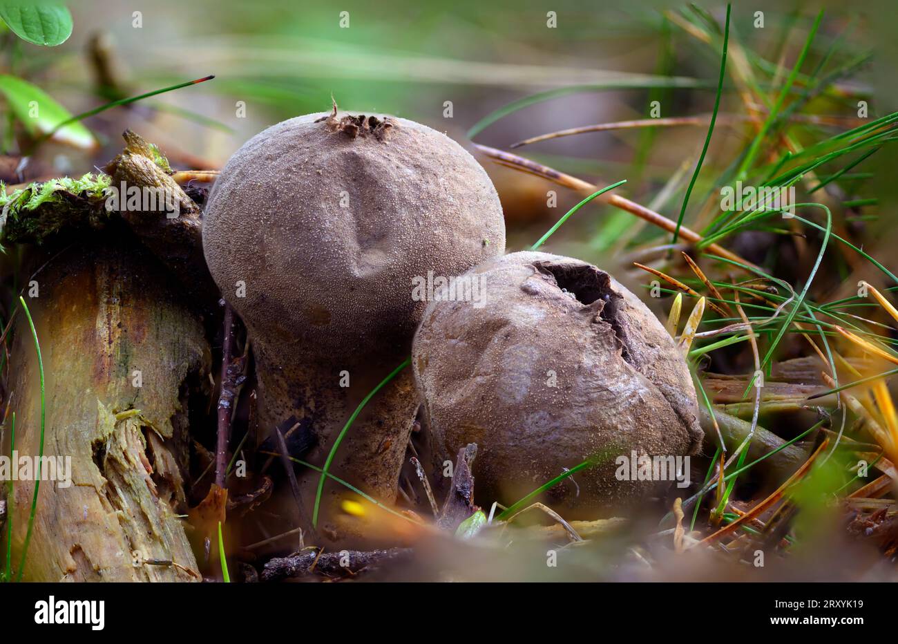 Common puffballs (Lycoperdon perlatum) from Sande (Vestfold & Telemark ...