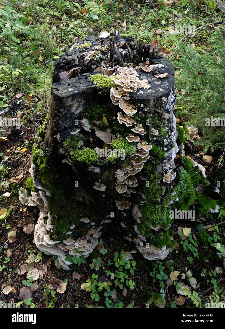 Tooth fungus (Hericium sp.) , probably tiered tooth fungus (H ...