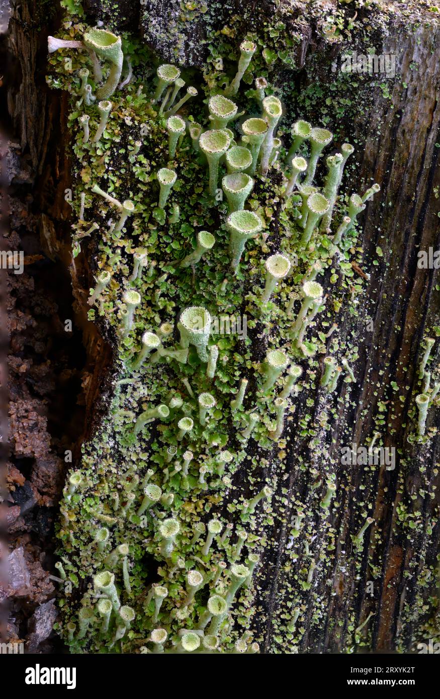 Fruiting structures hi-res stock photography and images - Alamy