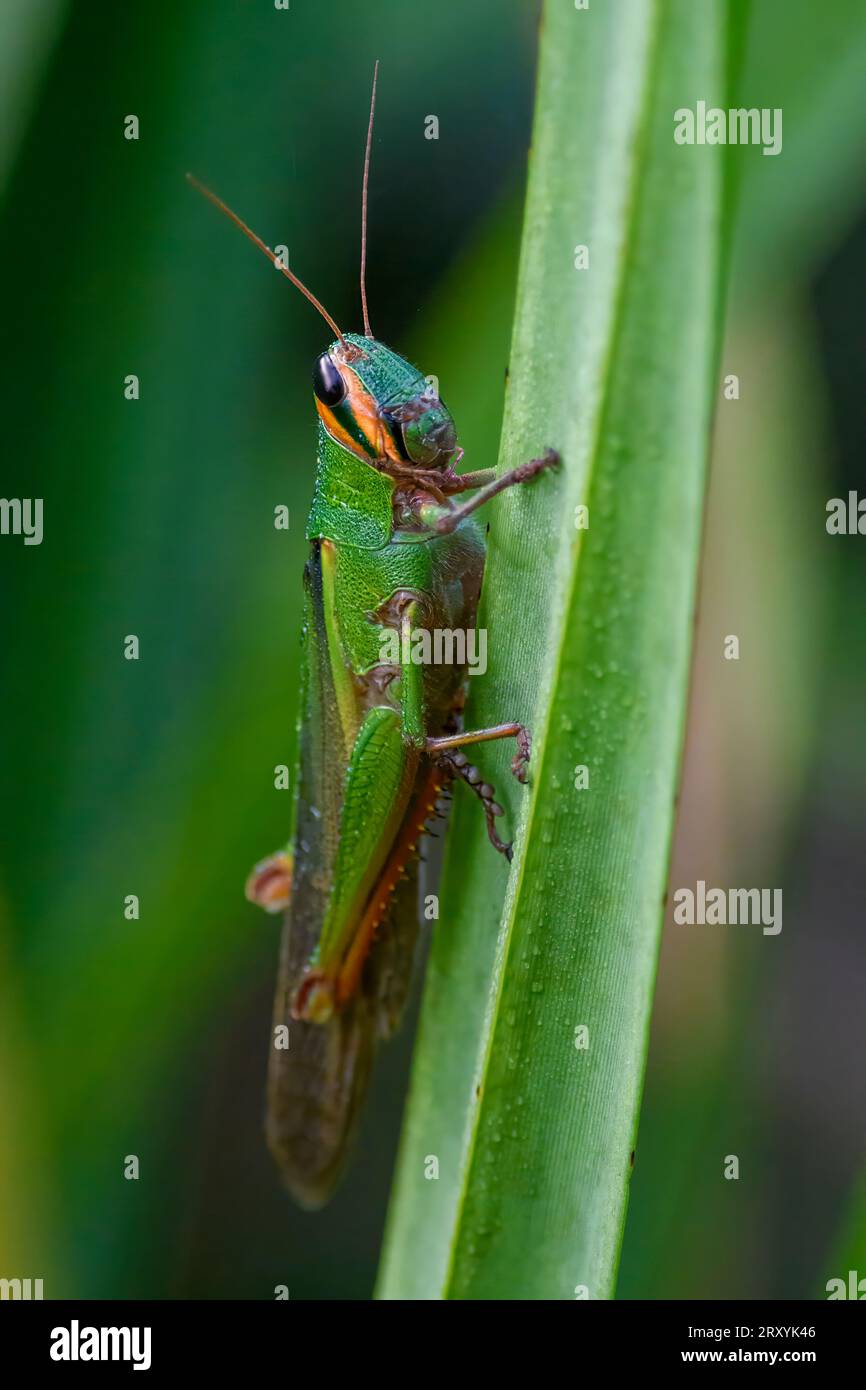 Acrididae Family
