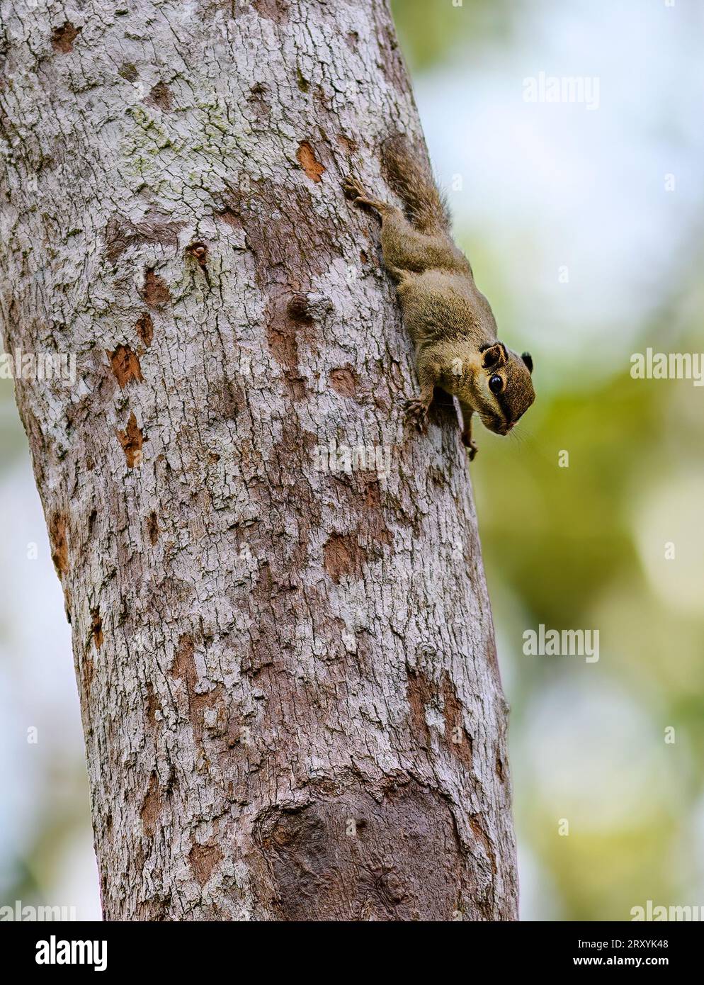 Black eared pygmy squirrel hi-res stock photography and images - Alamy