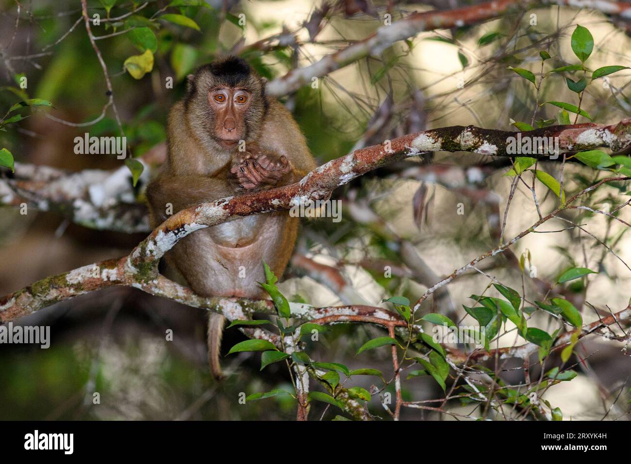 Southern pig-tailed macaque (Macaca nemestrina) from Tanjung Puting ...
