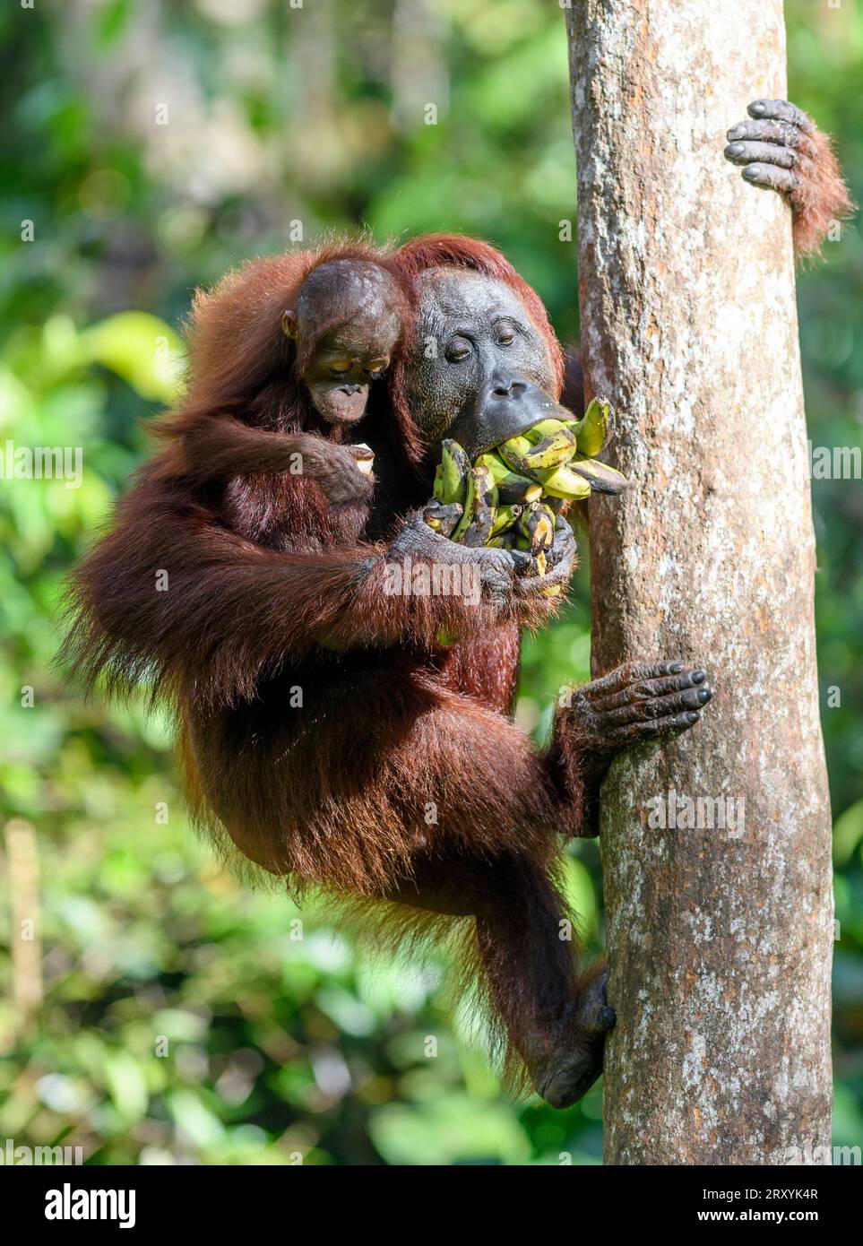 Mother and baby Borneo Orangutan (Pongo pygmaeus wurmbi) at a feeding ...