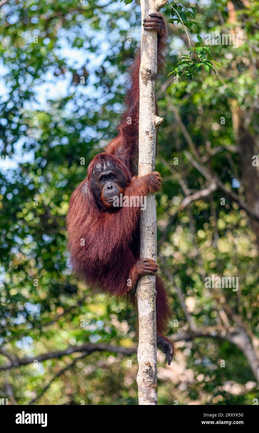 Wild male Borneo Orangutan (Pongo pygmaeus wurmbi) in Tanjung Puting ...