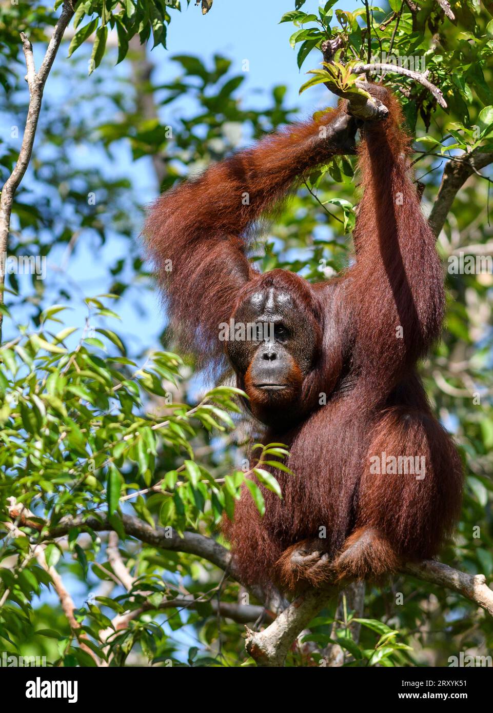 Wild male Borneo Orangutan (Pongo pygmaeus wurmbi) from Tanjung Puting ...