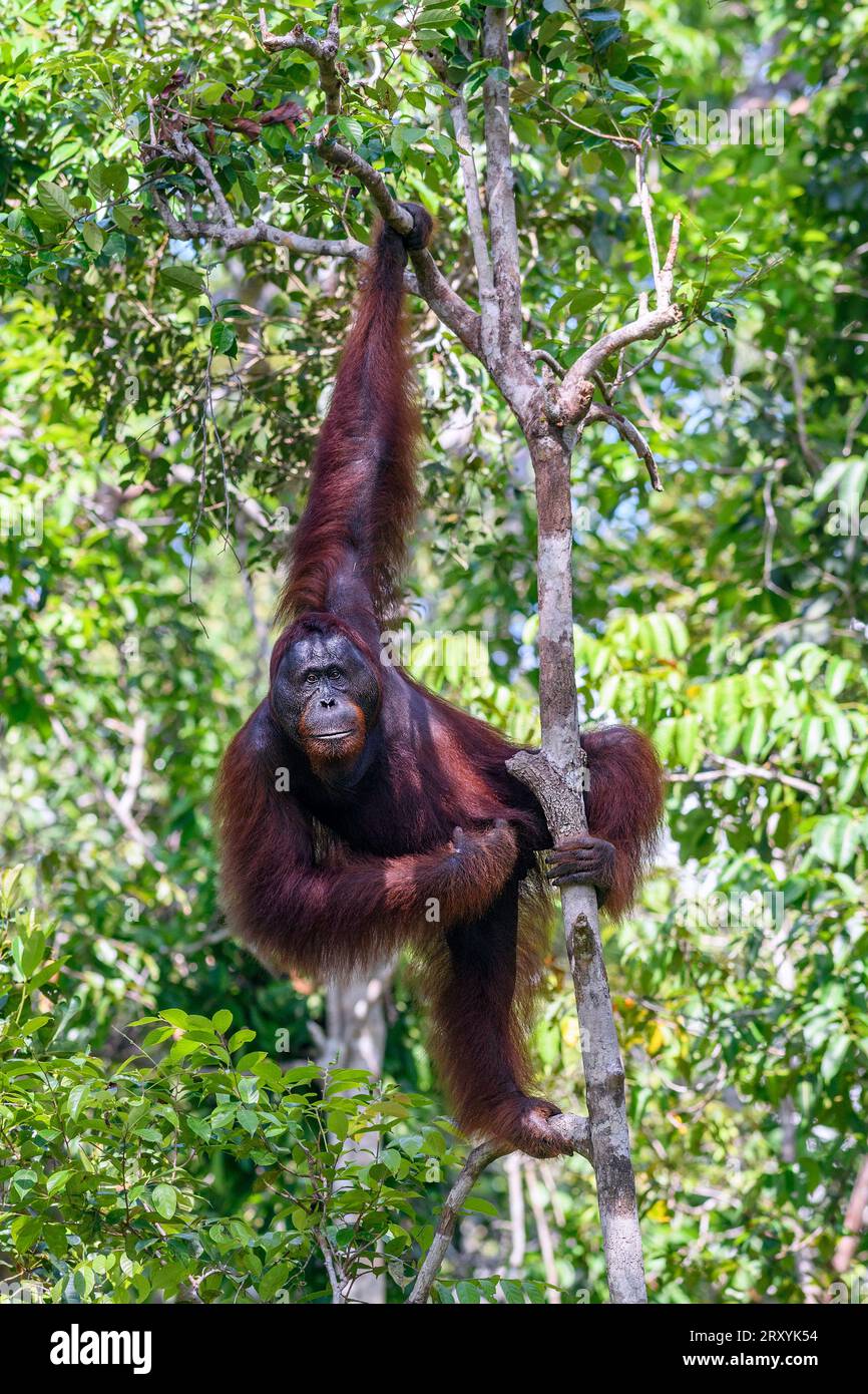 Wild male Borneo Orangutan (Pongo pygmaeus wurmbi) from Tanjung Puting ...