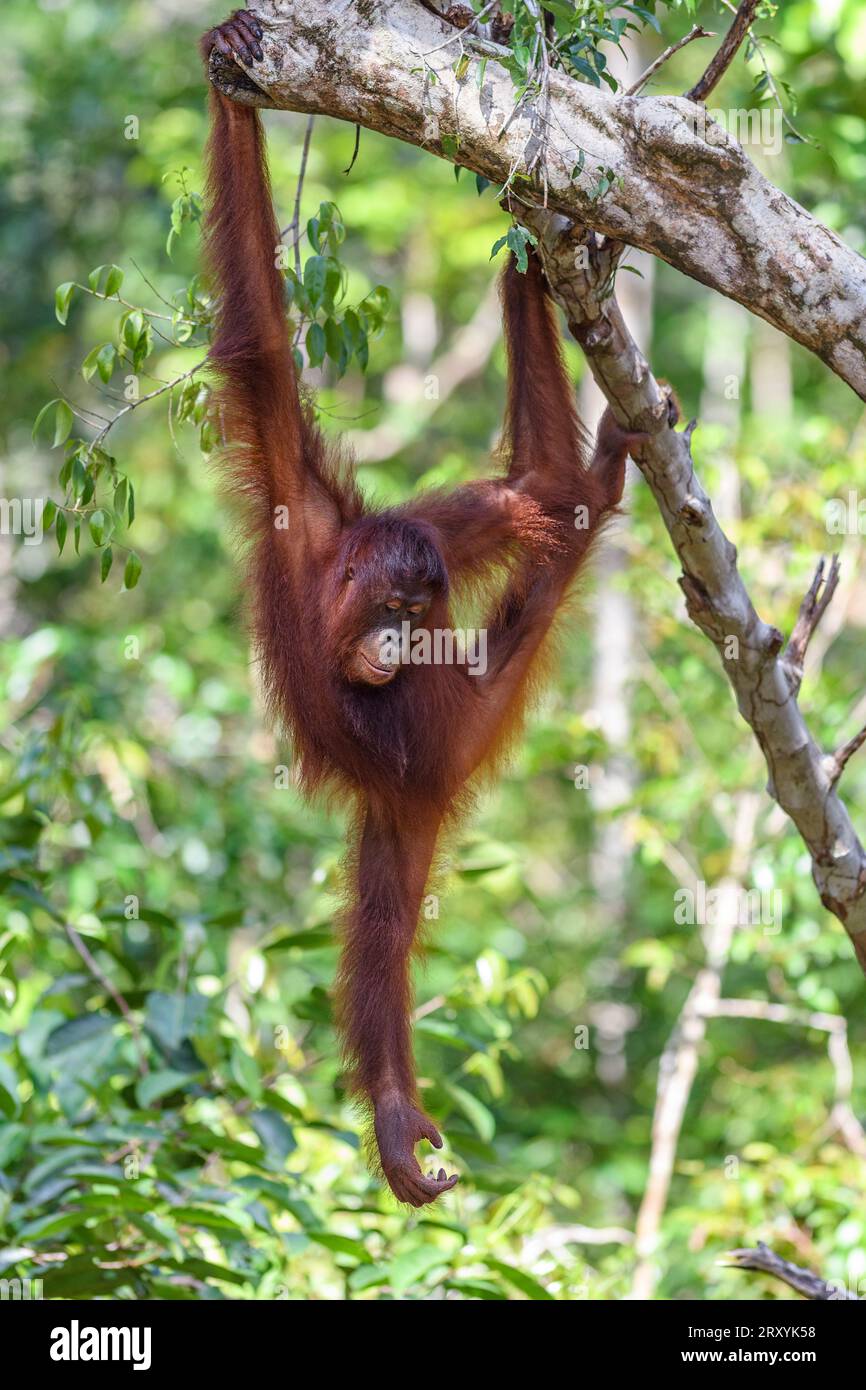 Young Borneo Orangutan (Pongo pygmaeus wurmbi) from Tanjung Puting ...