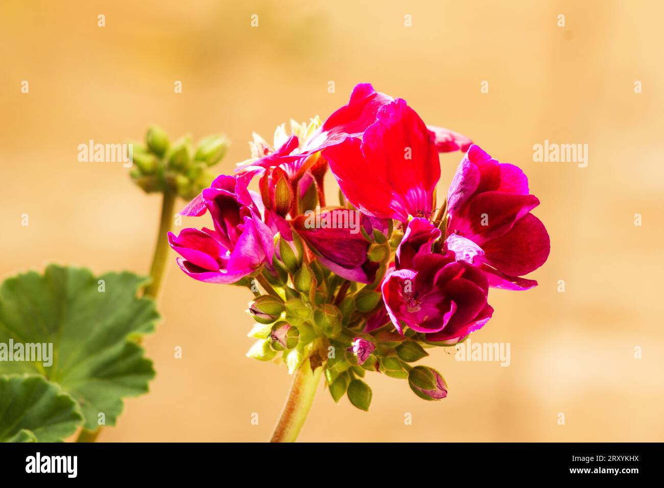 Neutral plant hi-res stock photography and images - Alamy