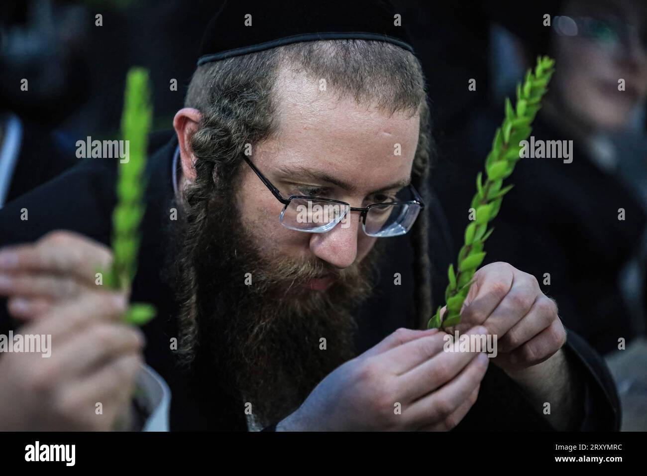 An Orthodox Jewish man inspects an Etrog leaf, or a citron, used to ...
