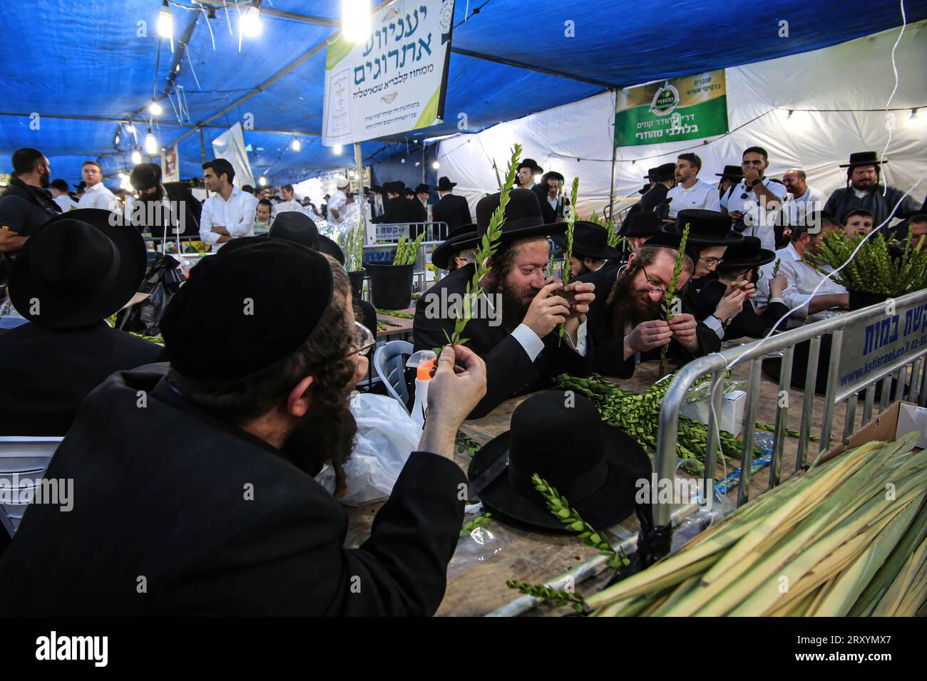 Orthodox Jewish men inspect Etrog leaves, or a citron, used to perform ...